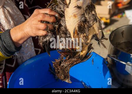 a close up of woman plucking a pheasant Stock Photo - Alamy
