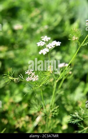 Closeup of Coriander flowers on the plant in a farm field Stock Photo ...
