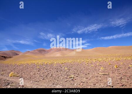 Peruvian feathergrass, jarava ichu, in the Puna de Atacama, Argentina ...