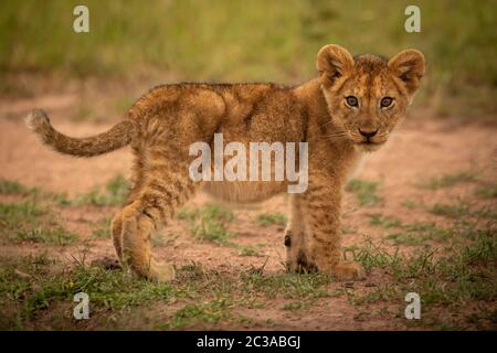 Lion cub stands on grass eyeing camera Stock Photo - Alamy
