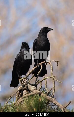 CROW The Carrion Crow (Latin: Corvus Corone Corone) Solitary British ...