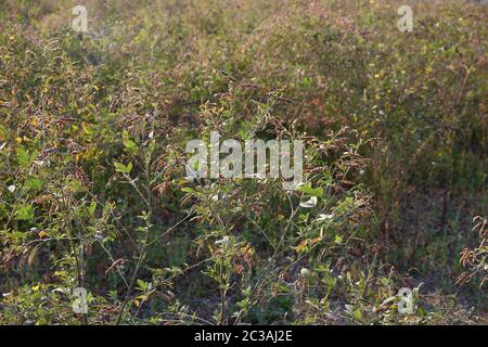 Pigeon pea crop in farm field field Stock Photo - Alamy