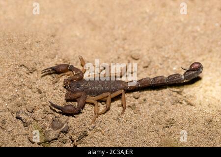 Scorpions on sandy ground, Masoala National park, Africa, Madagascar ...