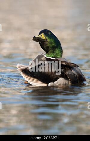 Male of Mallard Duck. His Latin name is Anas platyrhynchos Stock Photo ...