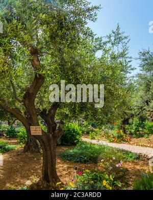 Gethsemane Garden on the Mount of Olives in Jerusalem. Magnificent well ...