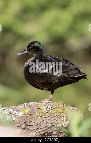 A male Mallard duck Latin name Anas platyrhynchos swimming on a lake ...