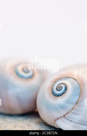 Close up of beautiful Neverita duplicata or shark eye shell Stock Photo ...