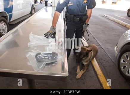 Drug-sniffing dog of the customs during a joint control of customs and ...