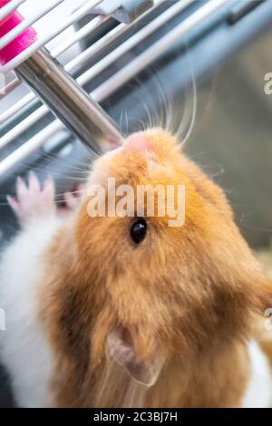 Drinking bottle for hamster. Rodent cage. Container with water for pet ...