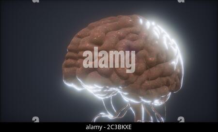animated model of human brain Stock Photo - Alamy
