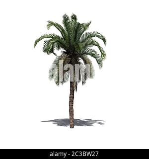 Date Palms with shadow isolated on white background - top view - use ...
