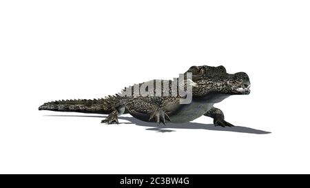 crocodile with shadow on the floor Stock Photo - Alamy