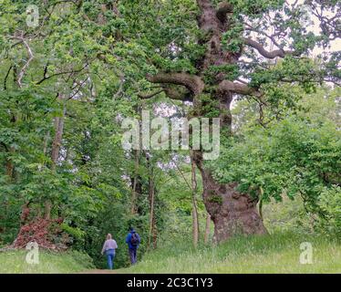 Chatelherault Country Park Cadzow Castle Stock Photo - Alamy