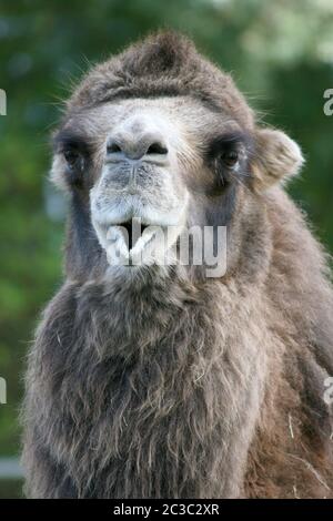 A camel (Camelidae) portrait seen from the side Stock Photo - Alamy