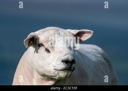 Close up of a Texel tup shearlings head, North Yorkshire, UK Stock ...