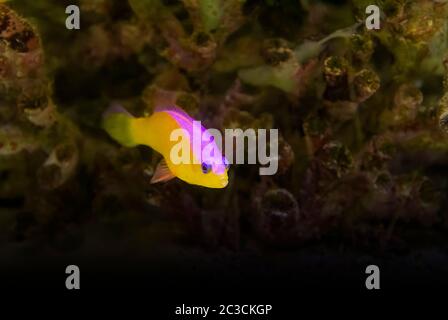 purple-top dottyback fish in natural coral reef ambiance Stock Photo ...