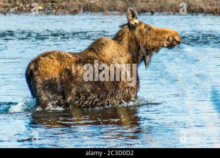 Jefferson River in Montana Stock Photo - Alamy