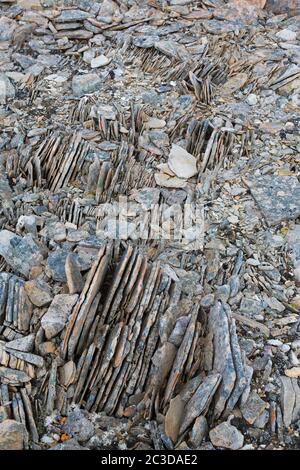 Close-up of shattered sedimentary rock, slate / shale fractured along ...