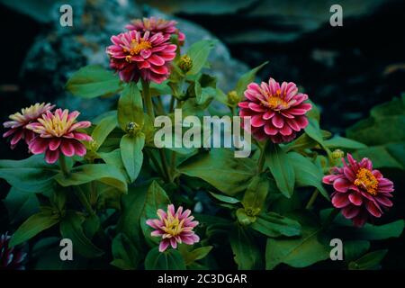 Small English style patio flower garden Stock Photo - Alamy
