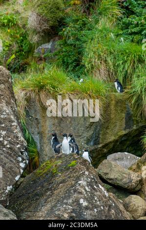 Rockhopper Penguin (Eudyptes chrysocome) along the beach in the ...