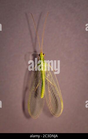 A net wing (Neuroptera, syn .: Planipennia) also called adhesive Stock ...
