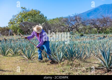 Worker in blue agave field in Tequila, Jalisco, Mexico Stock Photo - Alamy