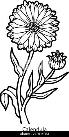 Coloring book for children, flower Calendula Stock Vector Image & Art ...