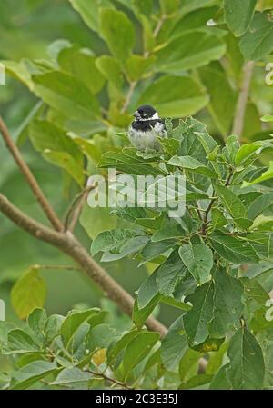 White-collared Seedeater (Sporophila torqueola morelleti) adult male ...