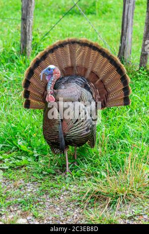 Wild turkey with tail feathers fanned out in the Cascade Siskiyou ...