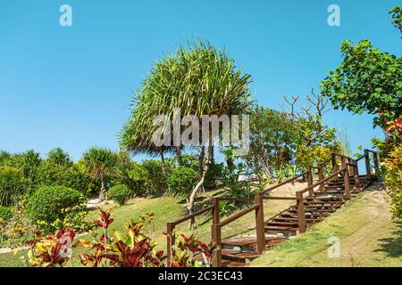 Wooden boardwalk path with mossy railing leading through lush green ...
