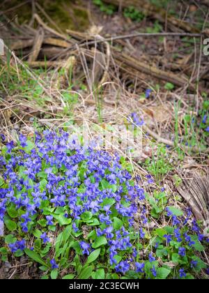 Beautiful wild violets blooming in forest, closeup. Spring flowers ...