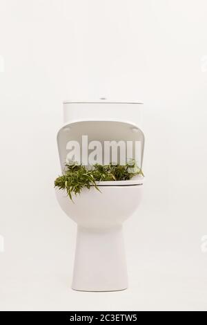 Marijuana plant in toilet Stock Photo - Alamy