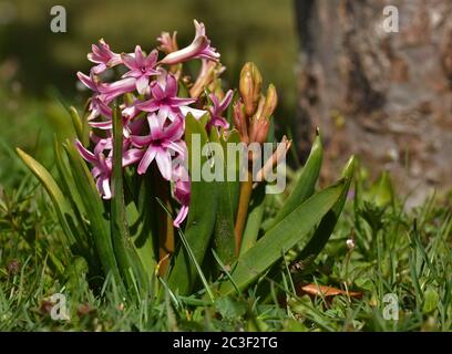 common hyacinth, garden hyacinth or Dutch hyacinth, Gartenhyazinthe ...