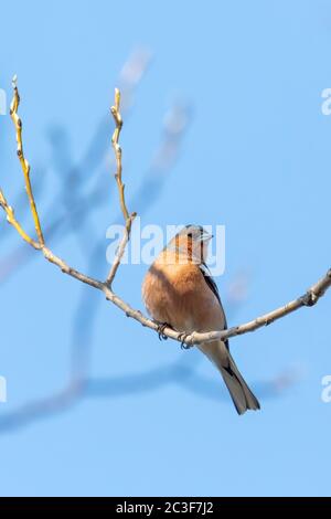 A closeup of beautiful Common chaffinch bird sitting on tree branch in ...