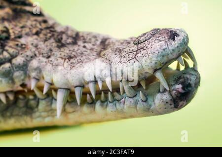 Open mouth of a crocodile with sharp fangs close up Stock Photo - Alamy