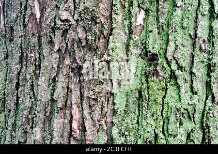 wooden background maple tree trunk with green moss close up Stock Photo ...