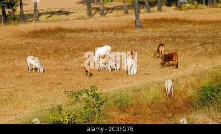 Cattle in meadow, Myanmar Burma Stock Photo - Alamy