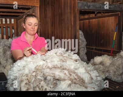 Wool sorting and classing in a shearing shed, Burrawang, New South ...
