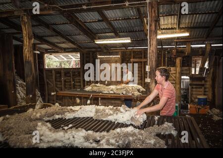 Wool fleece on a classing table Stock Photo - Alamy
