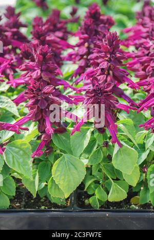 Purple Bicolor Salvia Splendens, Purple flower pot plants in the black ...