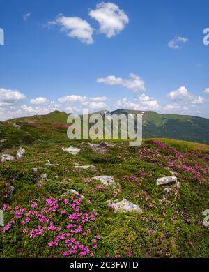 Blossoming slopes (rhododendron flowers ) of Carpathian mountains Stock ...