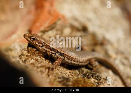 close-up of a European wall lizard [Podarcis muralis] Stock Photo - Alamy