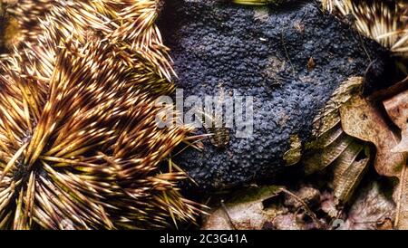 ancient, animal, background, beach, blurred background, cells, cellular ...