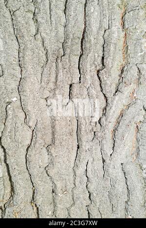 Thick, textured knarled bark of a turkey oak (quercus cerris) tree ...