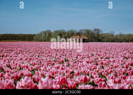 LISSE Flower fields in Lisse during the spring. (Photo by Robin Utrecht ...