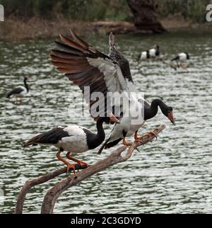 australian magpie in flight with wings out stretched, western australia ...