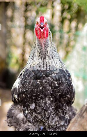 Plymouth Rock chicken, American breed of domestic chickens, free range ...