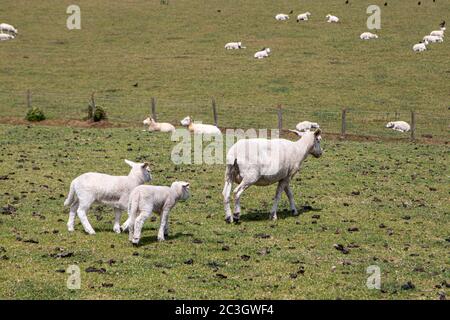 Lamb following a sheep across a field Stock Photo - Alamy