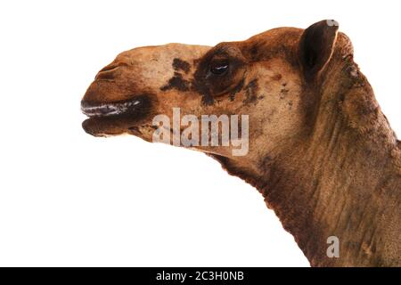 Bactrian camel, standing, isolated on white background Stock Photo - Alamy