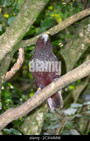 Kaka at Zealandia, Wellington, North Island, New Zealand Stock Photo ...